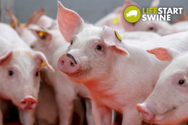 Immunity: Four Factors Affecting Immune System Development In Piglets ...