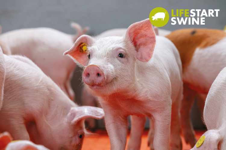 Immunity: Four Factors Affecting Immune System Development In Piglets ...