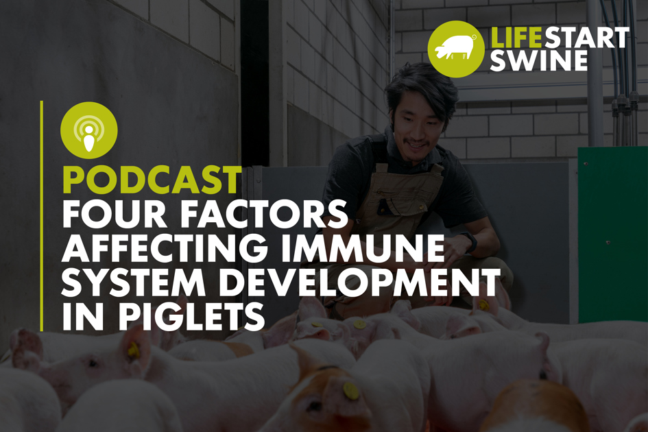Immunity: Four Factors Affecting Immune System Development In Piglets ...