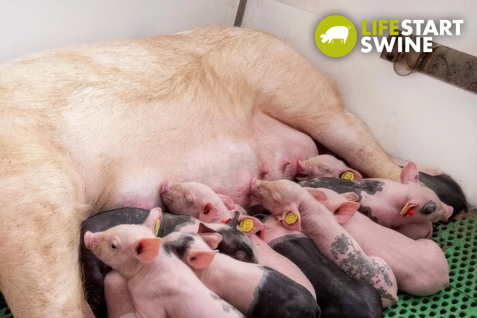 Essential Role Of The Sow For Piglets - LifeStart Swine