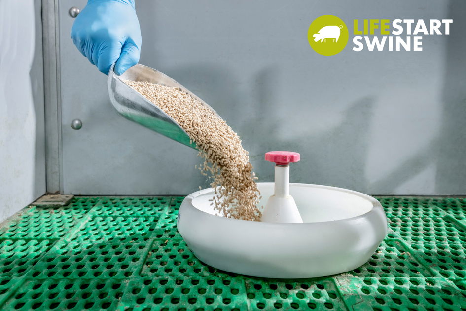 Creep Feeding Influence Plasma Metabolomic Profile In Piglets ...