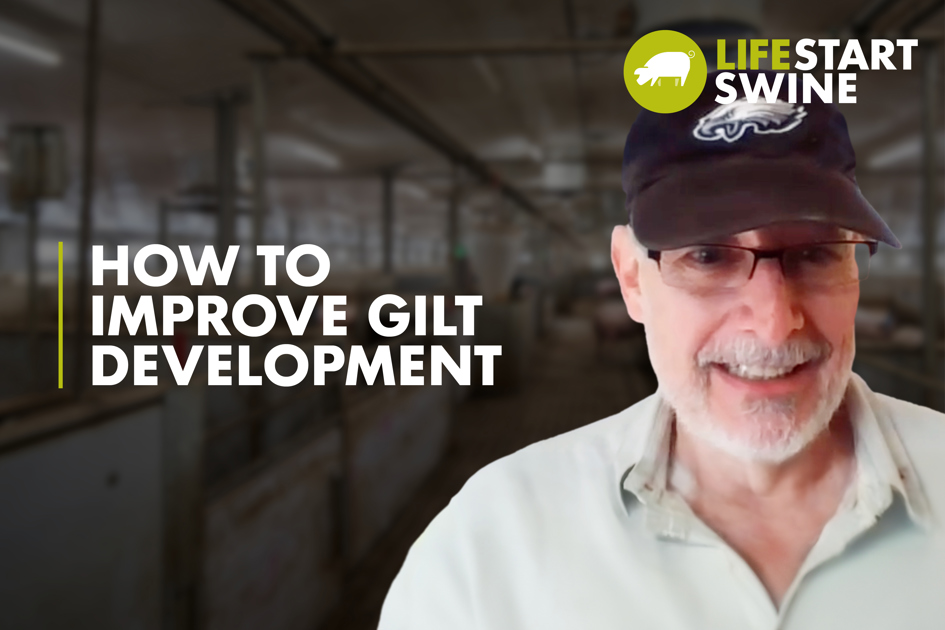 Tips To Enhance Gilt Development - LifeStart Swine