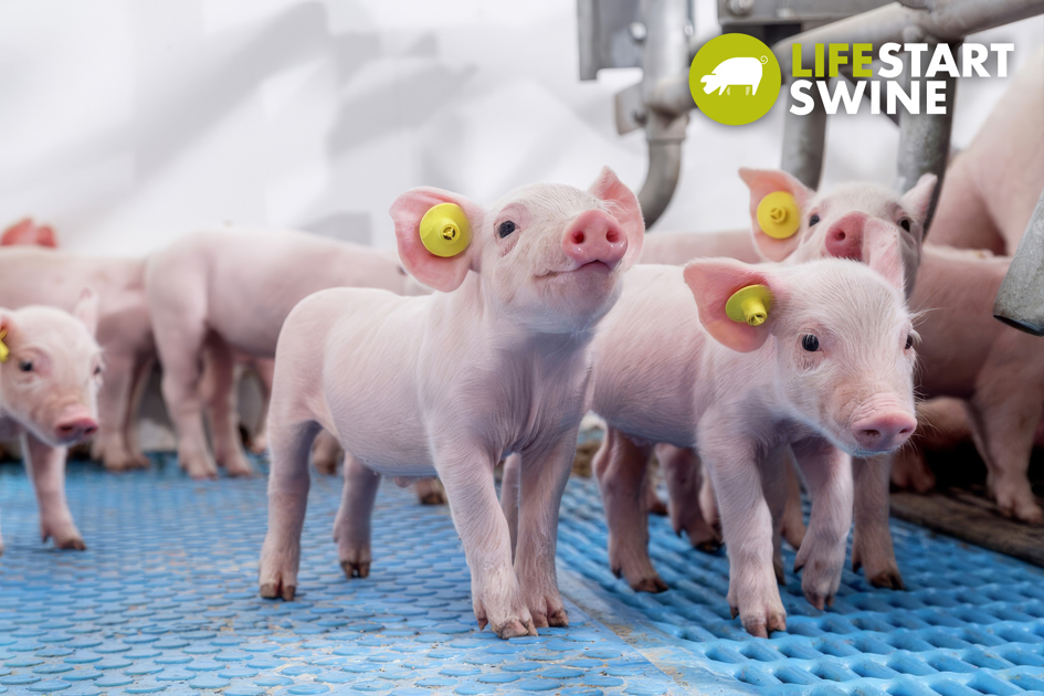 Tips To Keep More Baby Pigs Alive - LifeStart Swine