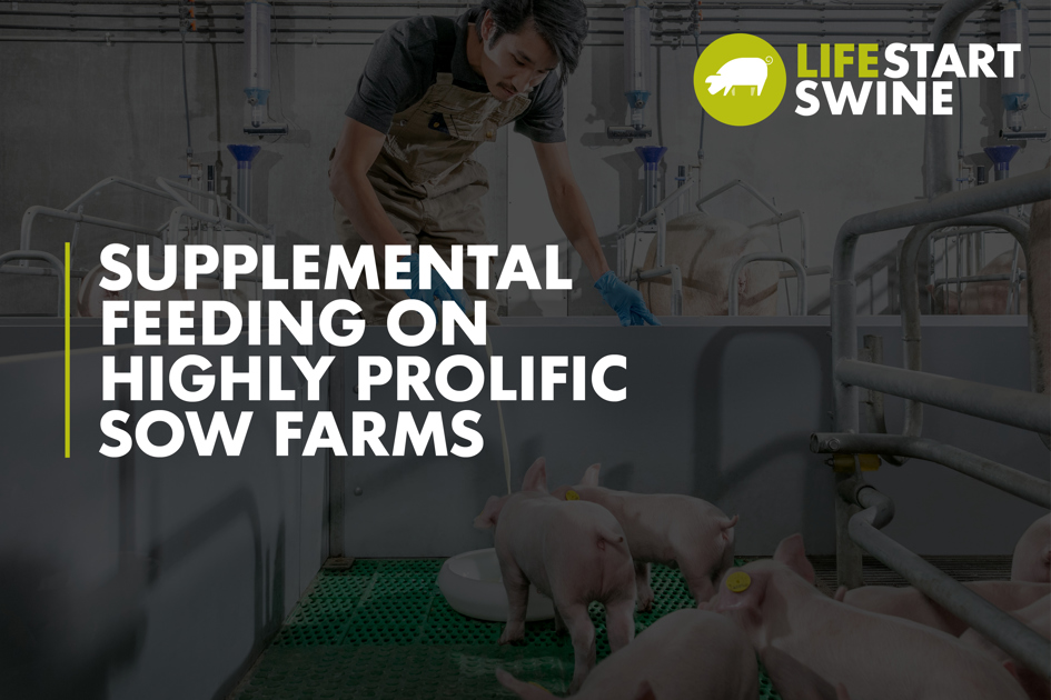 Supplemental Feeding On Highly Prolific Sow Farms - LifeStart Swine
