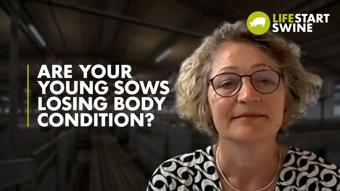 Are your young sows losing body condition? - LifeStart Swine